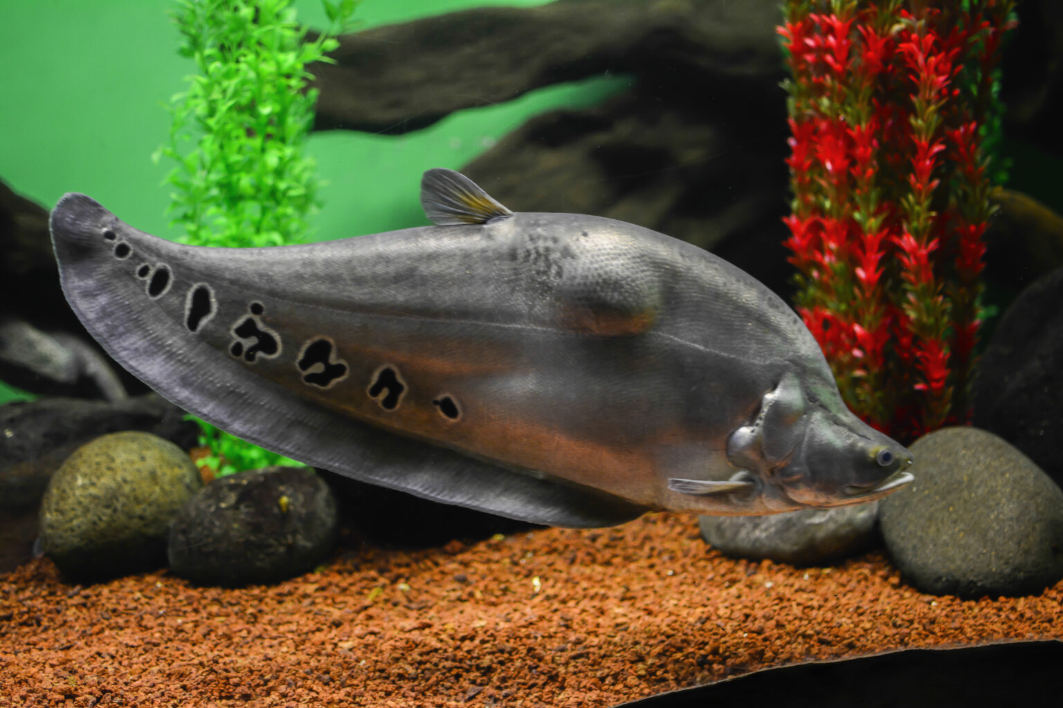pez navaja payaso | Recorrido Aquarium