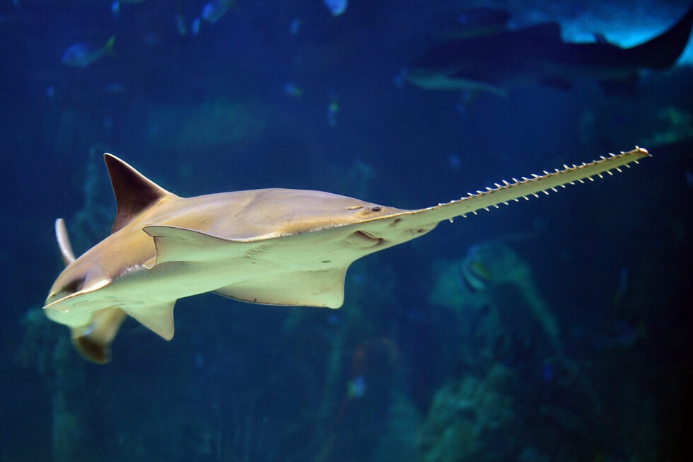 pez sierra | Recorrido Aquarium